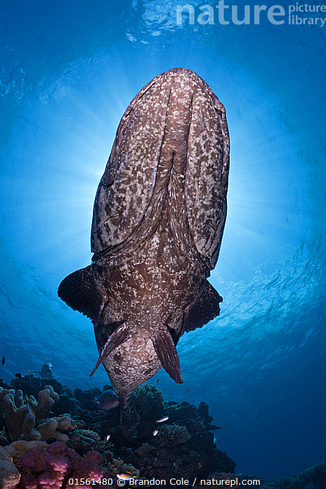 Stock photo of Potato cod (Epinephelus tukula) view from underneath ...