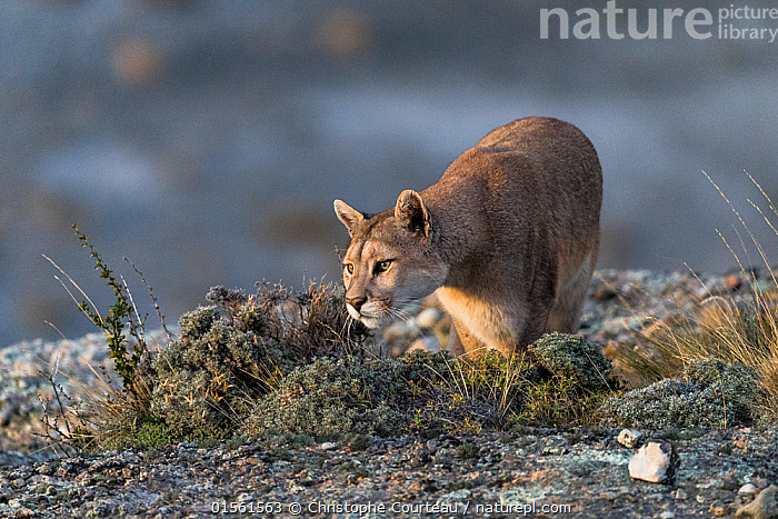 Stock photo of Puma (Puma concolor) in high altitude habitat of Torres ...