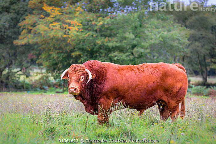 Stock photo of French Limousin breed bull. France. Available for sale ...