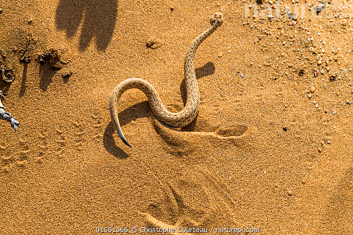 The Side Winding Adder Snake Sidewinding Collection Of Photo Prints