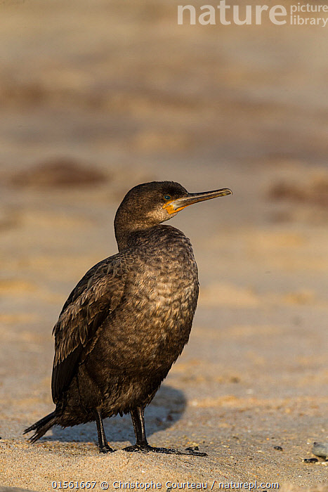 Stock photo of Cape cormorant (Phalacrocorax capensis) at rest ...