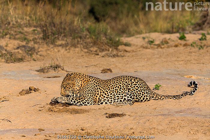 Stock photo of Leopard (Panthera pardus) large male rolling in ...