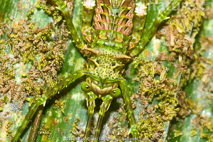 Stock photo of Close up of Giant Spiny Rainforest Katydid (Phricta ...