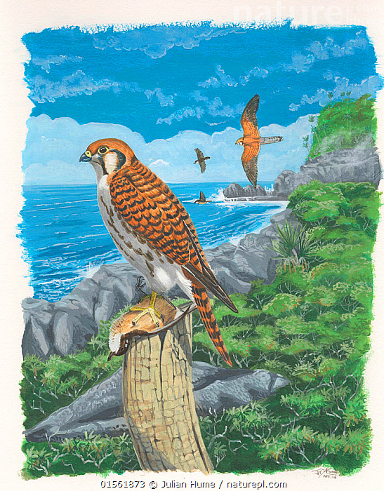 Stock photo of Reunion kestrel (Falco duboisi) Extinct c.1673. Endemic ...