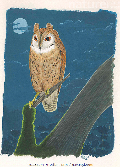 Stock photo of Reunion lizard-owl (Mascarenotus grucheti) Extinct c ...