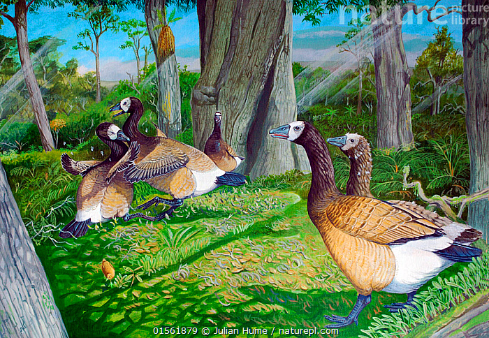 Stock photo of Illustration of extinct birds : male Giant hawaiian ...