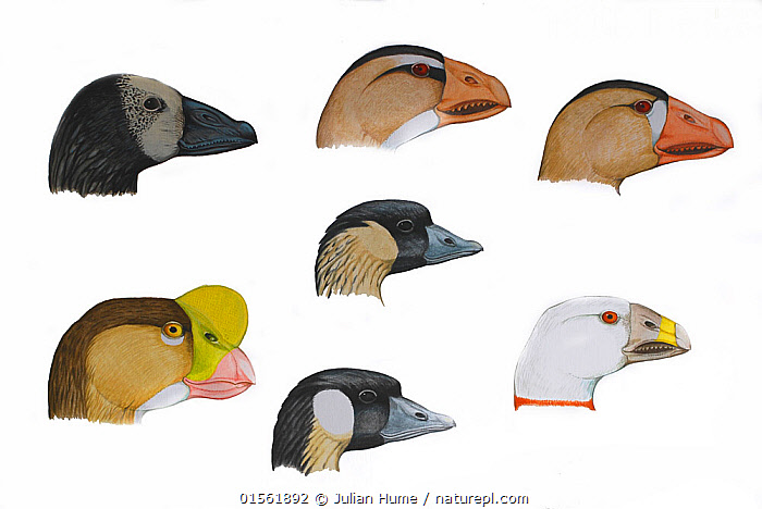 Stock photo of Scaled head studies of extinct Hawaiian Geese compared ...