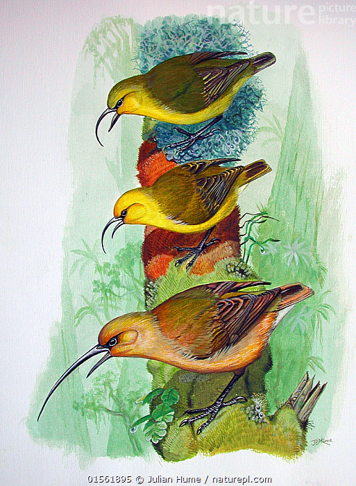 Stock photo of Comparison of Giant Scimitar-billed Nukupu'u ...