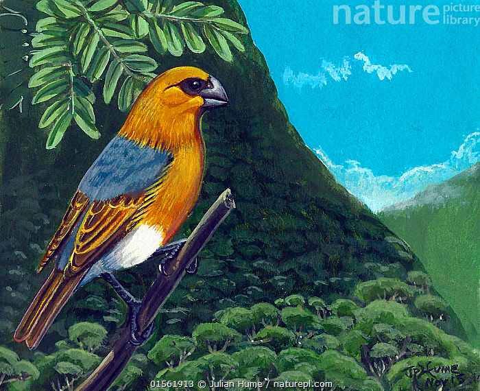 Stock photo of Illustration of extinct Pila's palila (Loxioides kikuchi ...