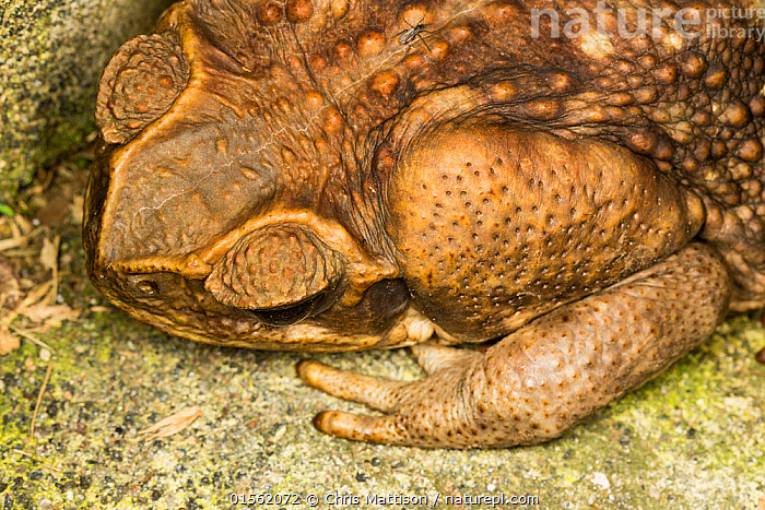 Stock photo of Cane toad (Rhinella marina) showing the massive parotoid ...