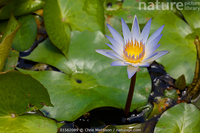 Nymphaea Stellata Species Special: Dwarf Lily (Nymphaea Stellata)