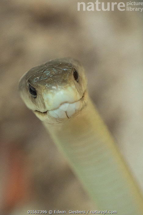 Stock photo of Black mamba (Dendroaspis polylepis) captive, occurs in ...