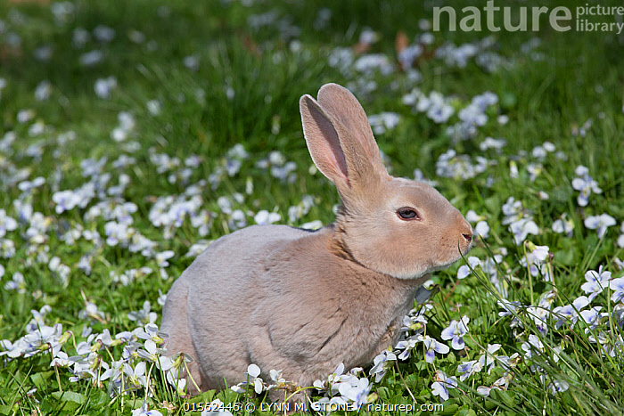 Stock photo of RF - Rex rabbit in wild violets. Preston, Connecticut ...
