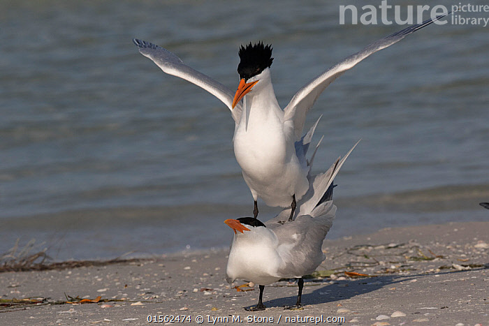 Stock photo of Pair of Royal terns (Thalasseus maximus) on beach ...