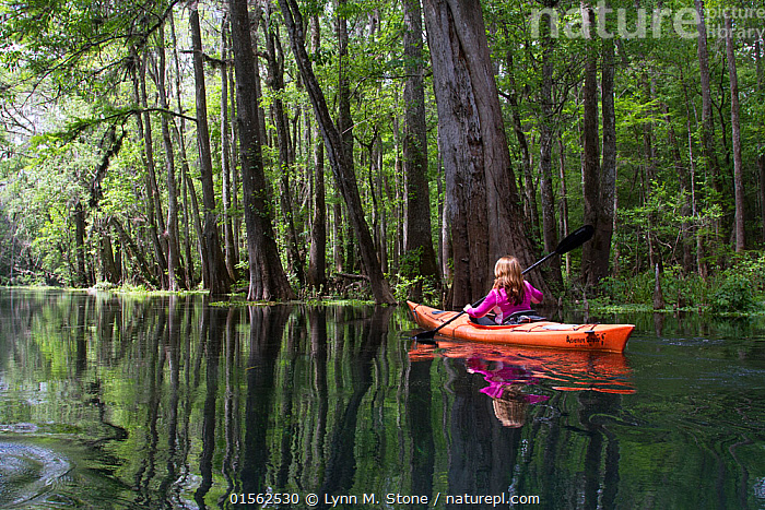Stock photo of Woman kayaking past Bald Cypress trees on spring-fed ...