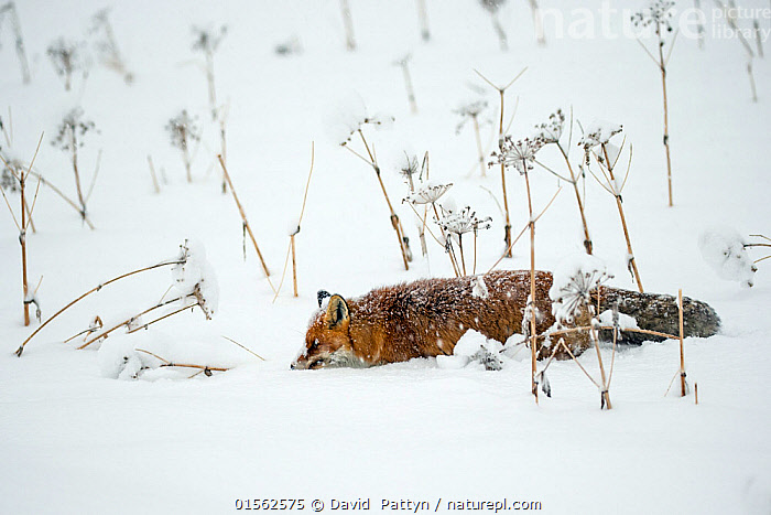 Stock photo of European red fox (Vulpes vulpes crucigera) in deep snow ...