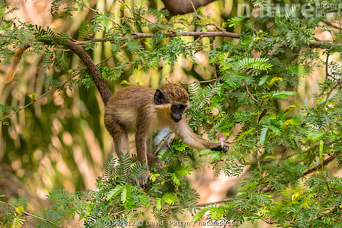 African Monkeys In Tree