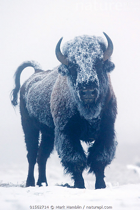Stock photo of North American Bison (Bison bison) coated in frost ...