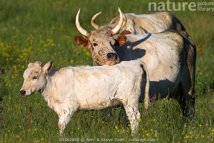 Stock photo of White Chillingham cattle, rare breed, Chillingham Park ...