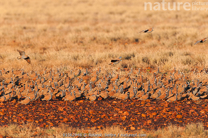 Stock photo of Flock pigeon / bronzewing (Phaps histrionica) Astrelba ...