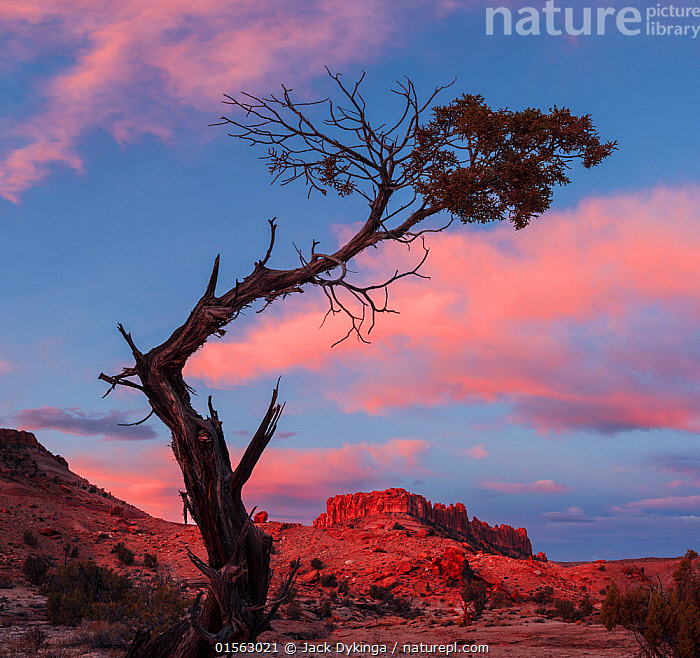 Stock photo of Utah juniper (Juniperus osteosperma) ancient tree at ...