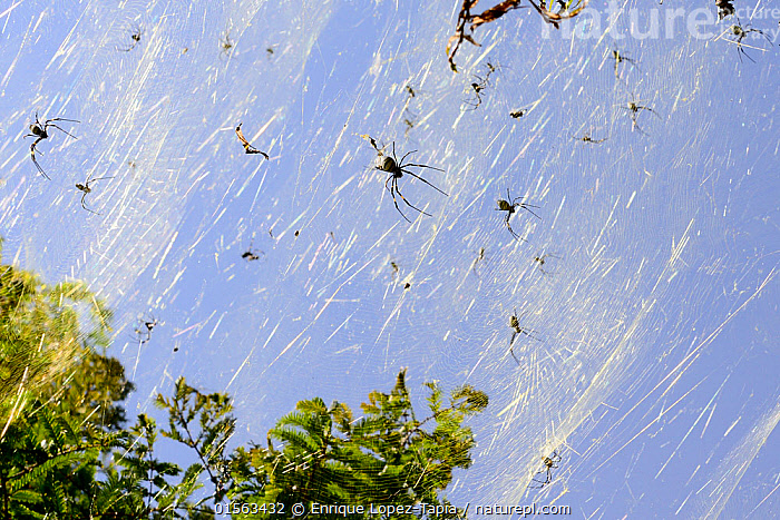 Stock photo of Golden orb spiders (Nephila sp) on the shores of Lake Er ...