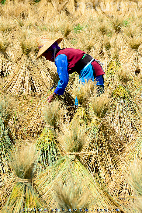 Stock photo of Woman harvesting rice fields around the town of Dali ...
