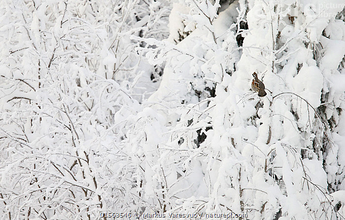 Stock photo of Hazel Grouse (Tetrastes bonasia) in snow covered trees ...