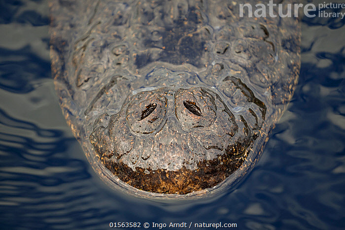 Stock photo of American Alligator (Alligator mississippiensis), nose ...
