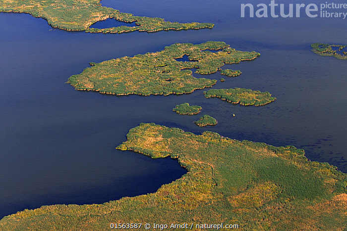 Stock photo of Reed (Phragmites australis) island from above (aerial ...