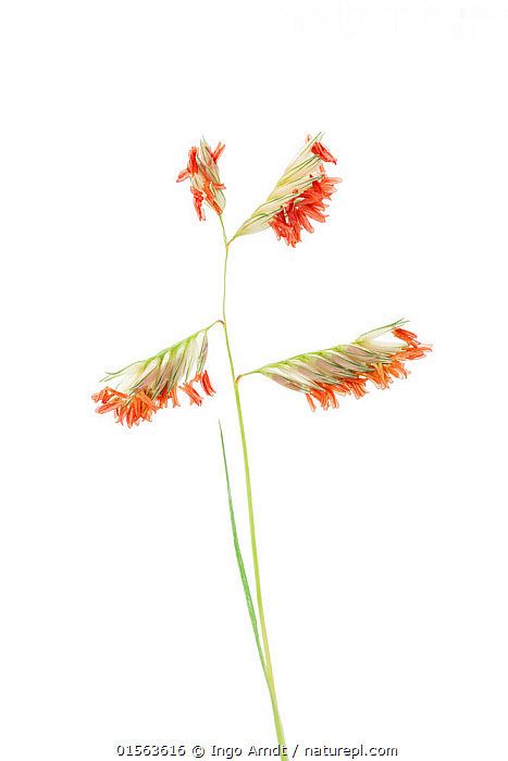 Stock photo of Buffalograss (Buchloe dactyloides) male flower, South ...