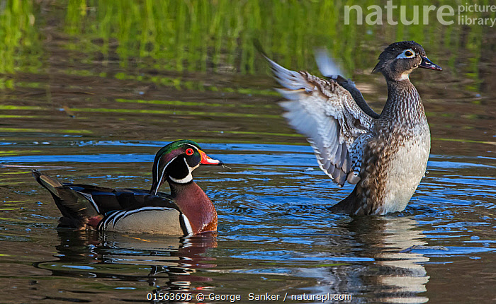 Stock photo of Wood duck (Aix sponsa) mating pair swimming on water ...