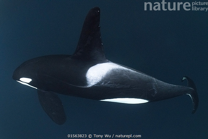 Stock photo of Killer whale (Orcinus orca) male with rake marks visible ...
