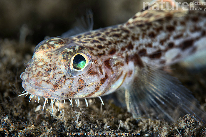 Stock photo of Hairchin goby (Sagamia geneionema) male measuring about ...