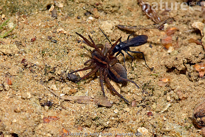 Stock photo of Spider hunting wasp (Anoplius nigerrimus) with Spider ...
