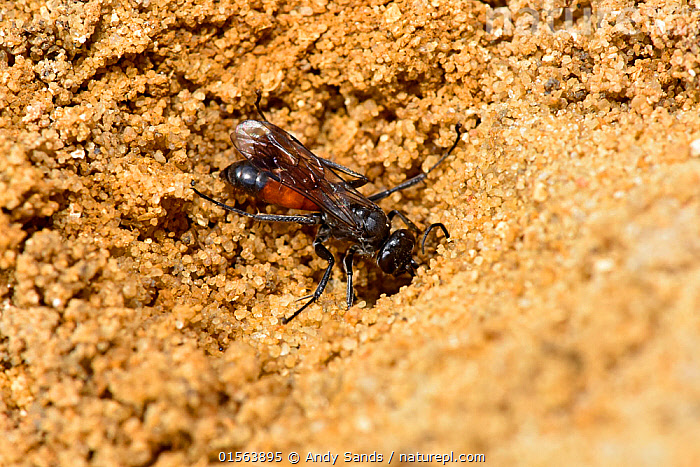 Stock photo of Pompilid/Spider Hunting Wasp (Caliadurgus fasciatellus ...