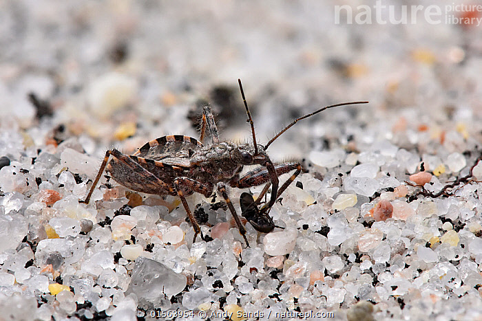 Stock photo of Heath assassin bug (Coranus subapterus) feeding on small ...