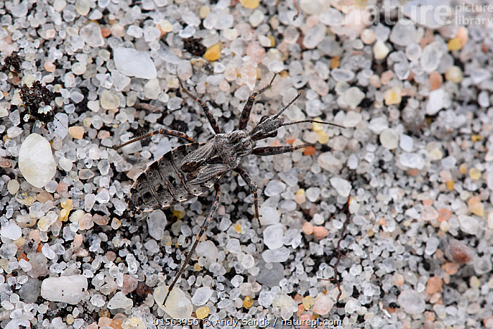 Stock photo of Heath assassin bug (Coranus subapterus) viewed from ...