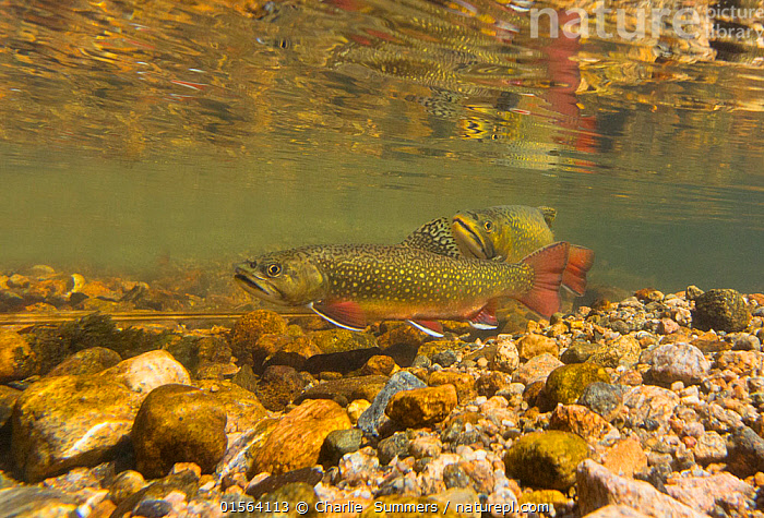 Stock photo of Brook trout (Salvelinus fontinalis) female (left) and ...