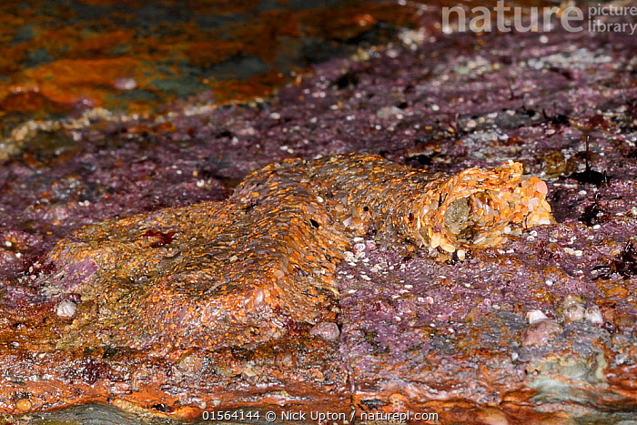 Stock photo of Ross worm tube (Sabellaria spinulosa) attached to ...