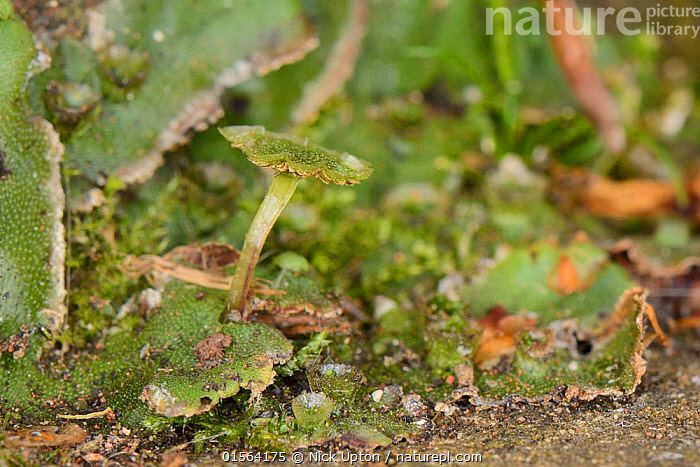 Stock photo of Common liverwort (Marchantia polymorpha subsp. ruderalis ...