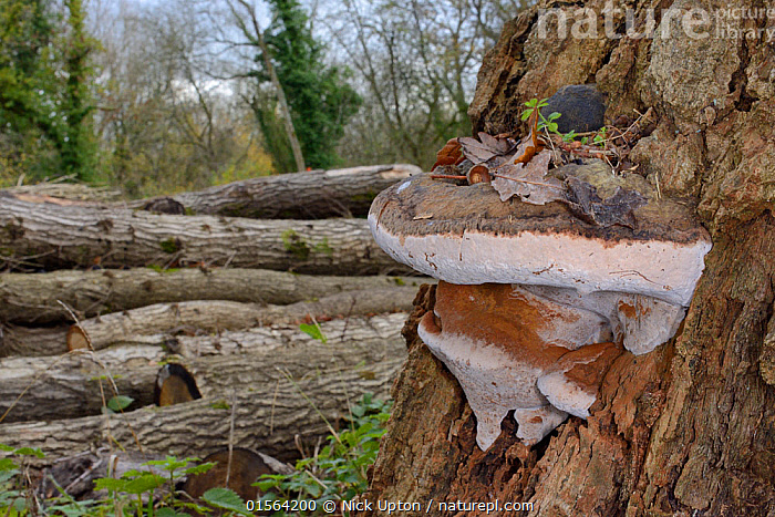 Stock photo of Southern bracket fungus (Ganoderma australe) on an ...
