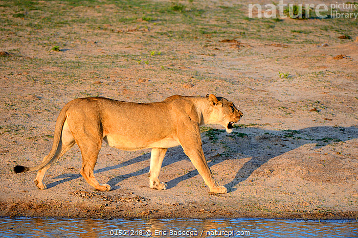 Stock photo of African lioness (Panthera leo) walking profile, in ...