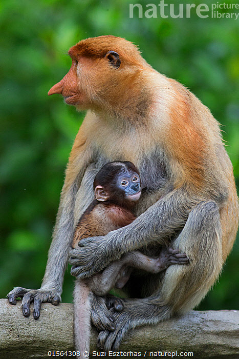 Stock photo of Proboscis monkey (Nasalis larvatus) mother suckling ...