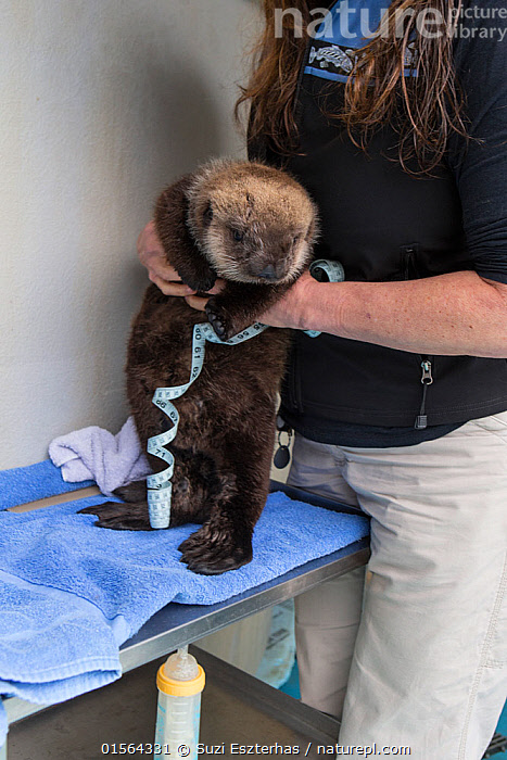Stock photo of Veterinarian measuring body length of orphaned Northern ...
