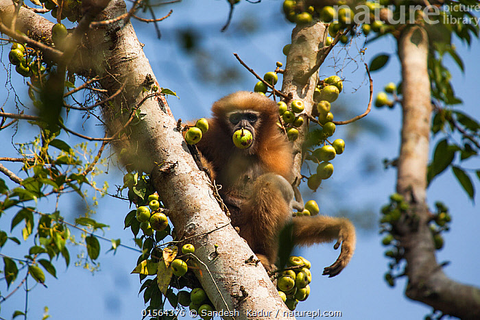 Stock photo of Western hoolock gibbon (Hoolock hoolock) feeding in tree ...