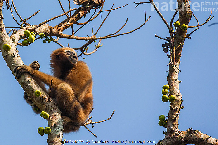 Stock photo of Western hoolock gibbon (Hoolock hoolock) in tree,Assam ...