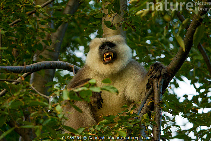 Stock photo of Kashmir Gray Langur / Chamba Sacred Langur ...