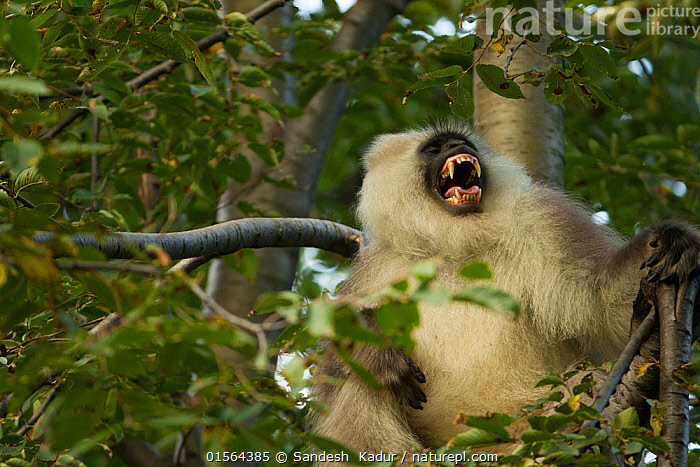 Stock photo of Kashmir Gray Langur / Chamba Sacred Langur ...