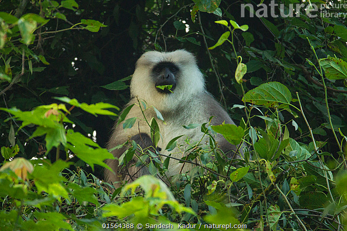 Stock photo of Kashmir Gray Langur / Chamba Sacred Langur ...